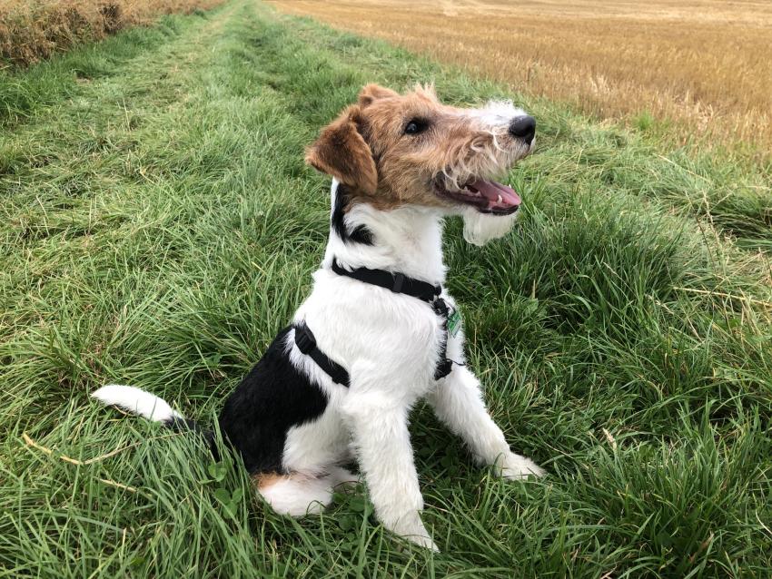 Meet the Entertaining & Energetic Wire Fox Terrier | LoveToKnow Pets