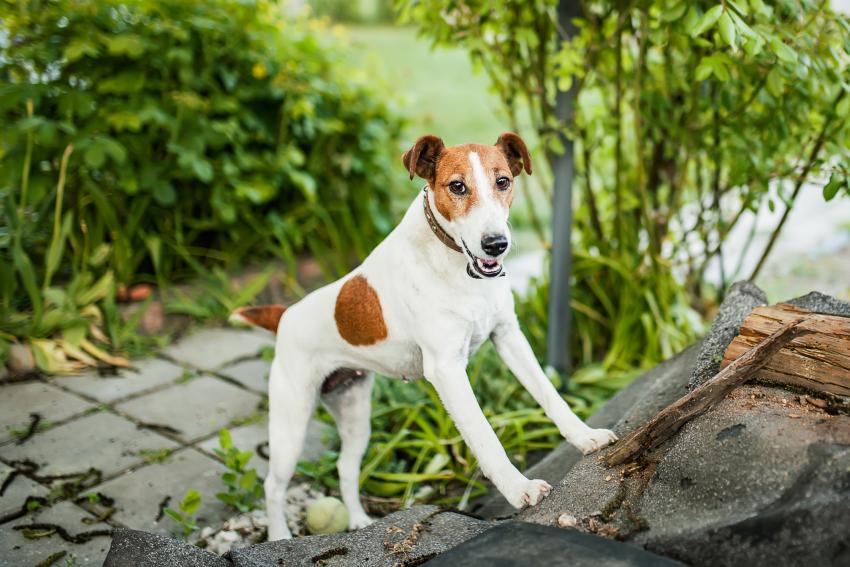 Meet the Entertaining & Energetic Wire Fox Terrier | LoveToKnow Pets