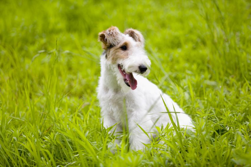 Meet the Entertaining & Energetic Wire Fox Terrier | LoveToKnow Pets