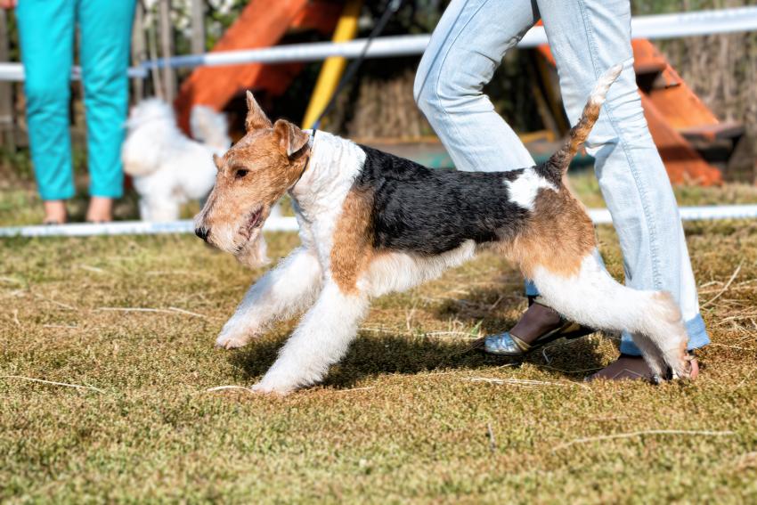Meet the Entertaining & Energetic Wire Fox Terrier | LoveToKnow Pets