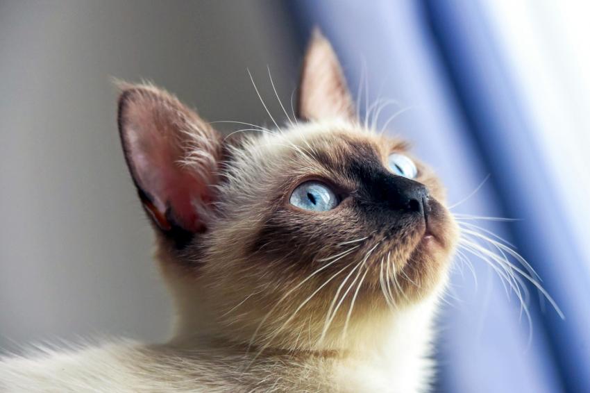 11 Wild Siamese Cat Facts That Are Oh-So-Cool | LoveToKnow Pets