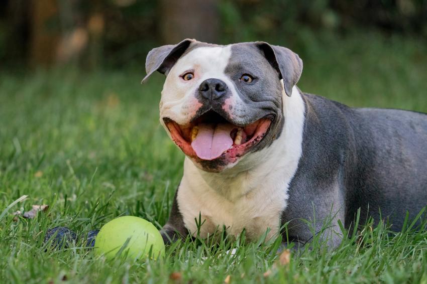 Meet the Pit Bull, aka "Pibble," Dog Breed That's Not a Dog Breed ...