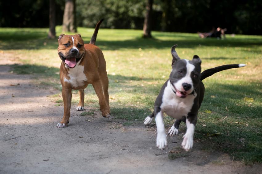 Meet the Pit Bull, aka "Pibble," Dog Breed That's Not a Dog Breed ...