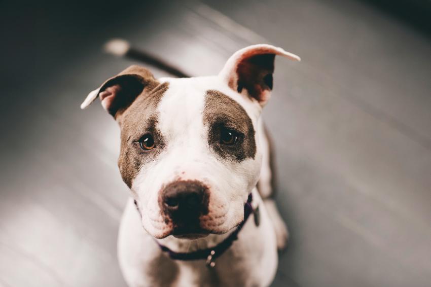 Meet the Pit Bull, aka "Pibble," Dog Breed That's Not a Dog Breed ...