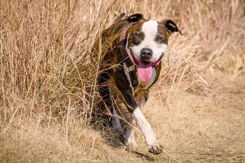 Meet the Pit Bull, aka "Pibble," Dog Breed That's Not a Dog Breed ...