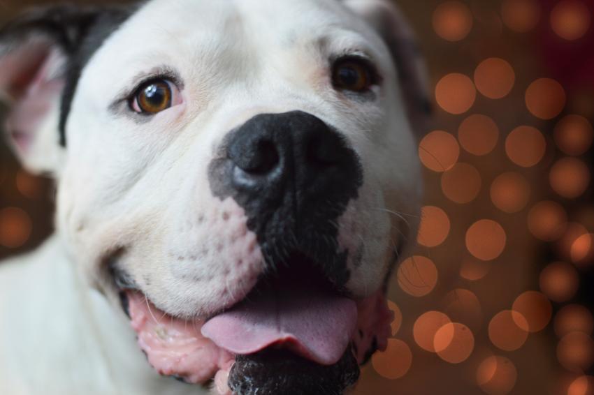 Meet the Pit Bull, aka "Pibble," Dog Breed That's Not a Dog Breed ...