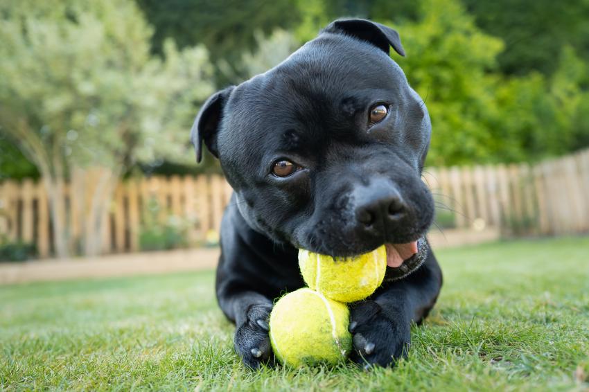 Meet the Pit Bull, aka "Pibble," Dog Breed That's Not a Dog Breed ...