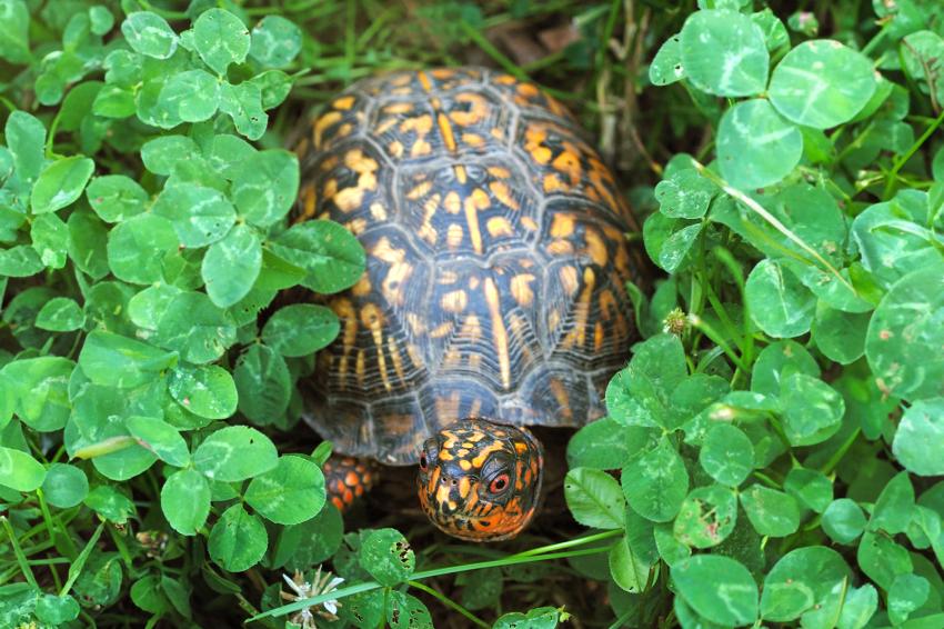 12 Cute Box Turtle Pictures & Fast Facts | LoveToKnow Pets