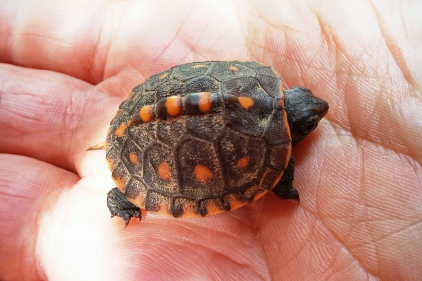 12 Cute Box Turtle Pictures & Fast Facts | LoveToKnow Pets