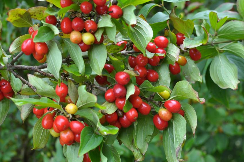 11 Berries That Grow on Trees & Which Ones Are Edible | LoveToKnow