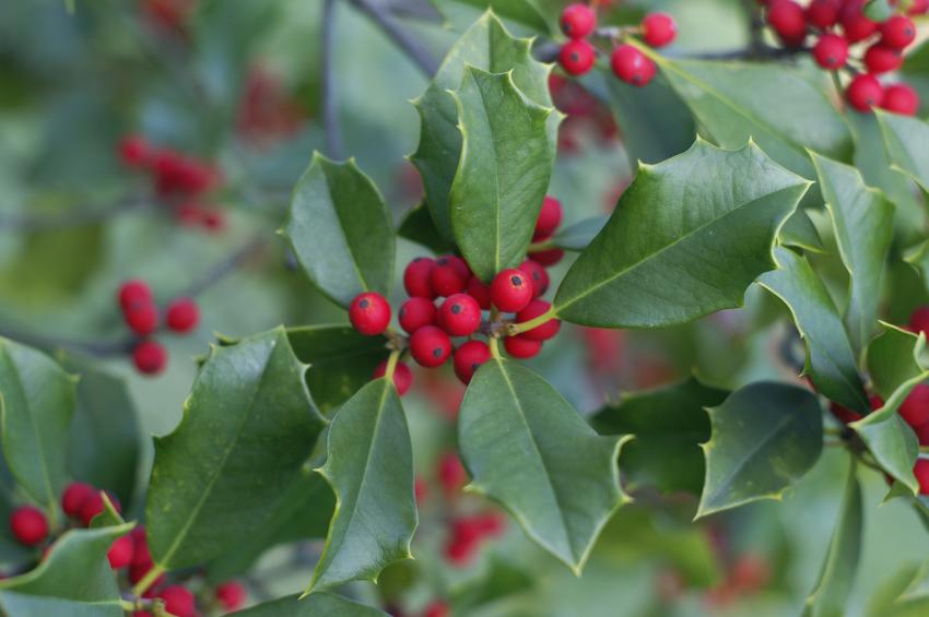 11 Berries That Grow on Trees & Which Ones Are Edible | LoveToKnow