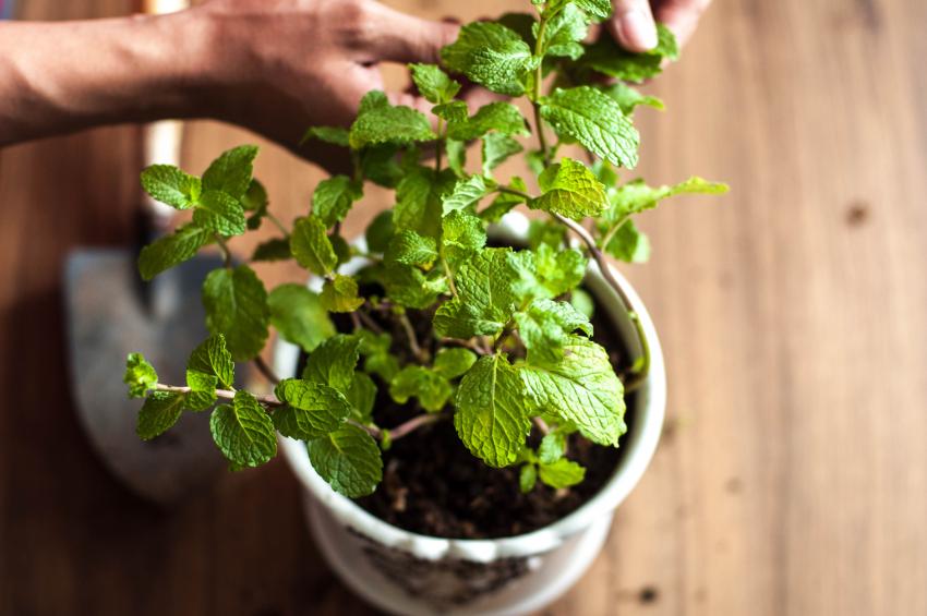 19 Types of Mint & How to Use Them for a Cool Punch of Flavor | LoveToKnow