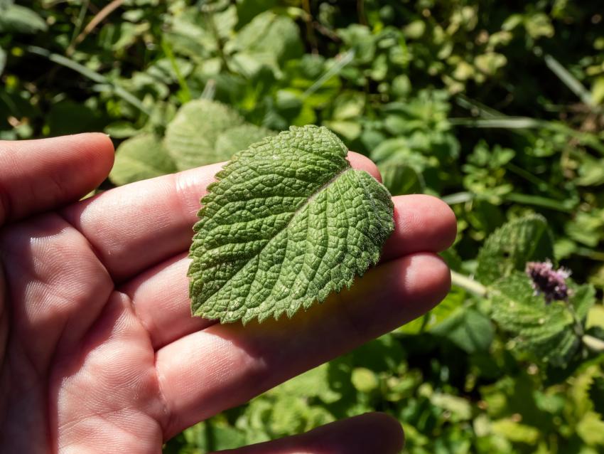 19 Types of Mint & How to Use Them for a Cool Punch of Flavor | LoveToKnow