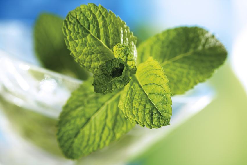 19 Types of Mint & How to Use Them for a Cool Punch of Flavor | LoveToKnow