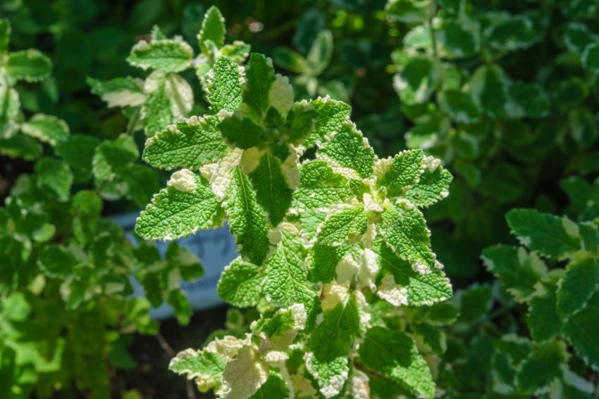 19 Types of Mint & How to Use Them for a Cool Punch of Flavor | LoveToKnow