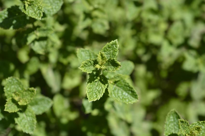 19 Types of Mint & How to Use Them for a Cool Punch of Flavor | LoveToKnow
