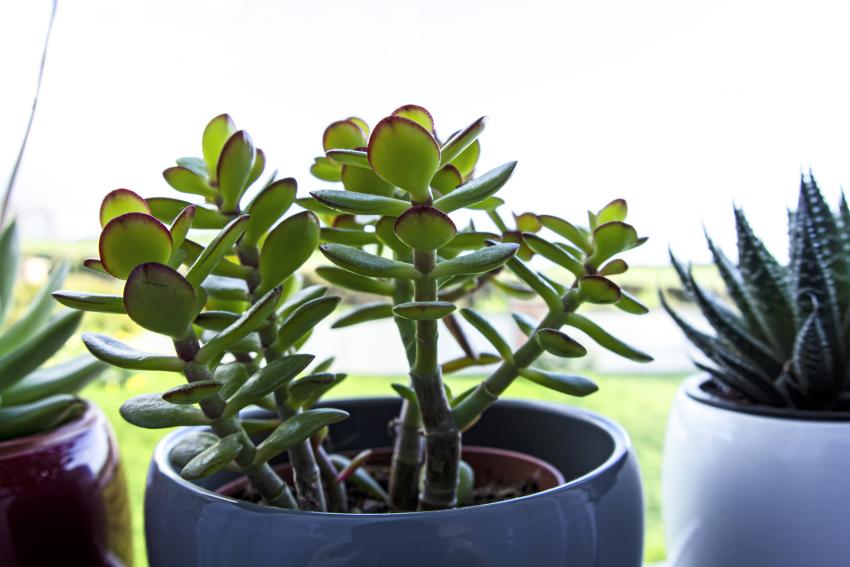9 Petite Plants That Stay Small & Add Color Without Taking Over ...