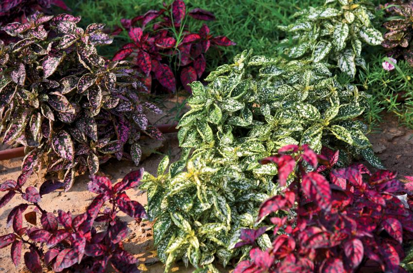 9 Petite Plants That Stay Small & Add Color Without Taking Over ...