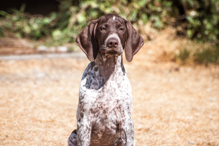 Meet the Sporting Dog Breeds: Athleticism & Art | LoveToKnow Pets