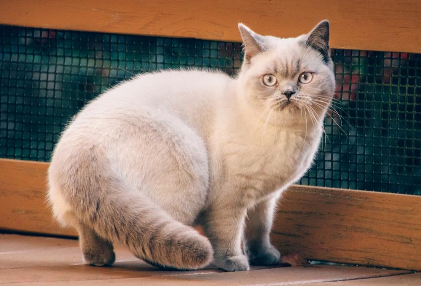 21 Small Cat Breeds That Are as Cute as They Are Compact | LoveToKnow Pets