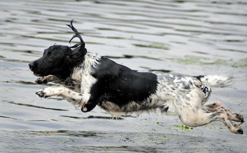 12 Water-Loving Dog Breeds That Are Great at Making a Splash ...