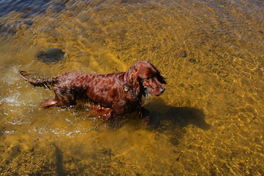 12 Water-Loving Dog Breeds That Are Great at Making a Splash ...