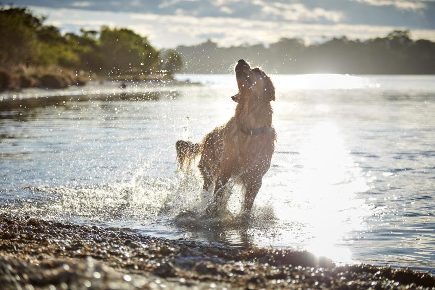 12 Water-Loving Dog Breeds That Are Great at Making a Splash ...