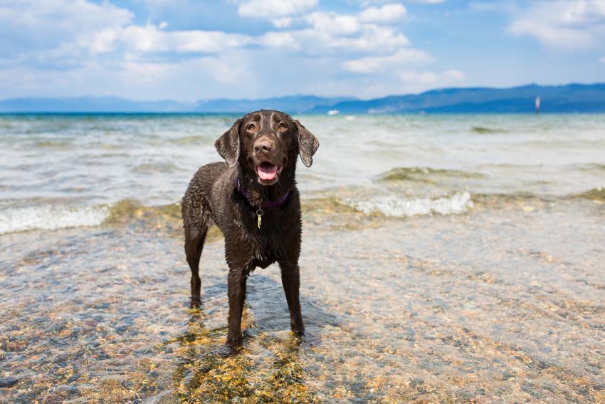 12 Water-Loving Dog Breeds That Are Great at Making a Splash ...