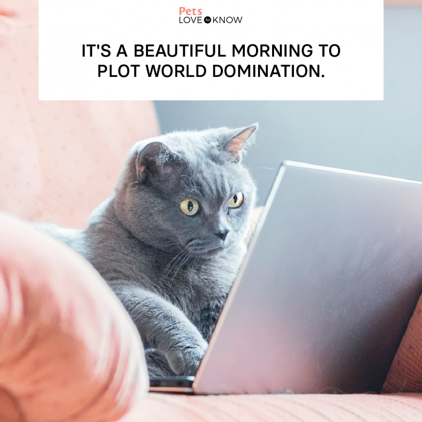 17 Good Morning Cat Memes That Are Better Than Coffee | LoveToKnow Pets