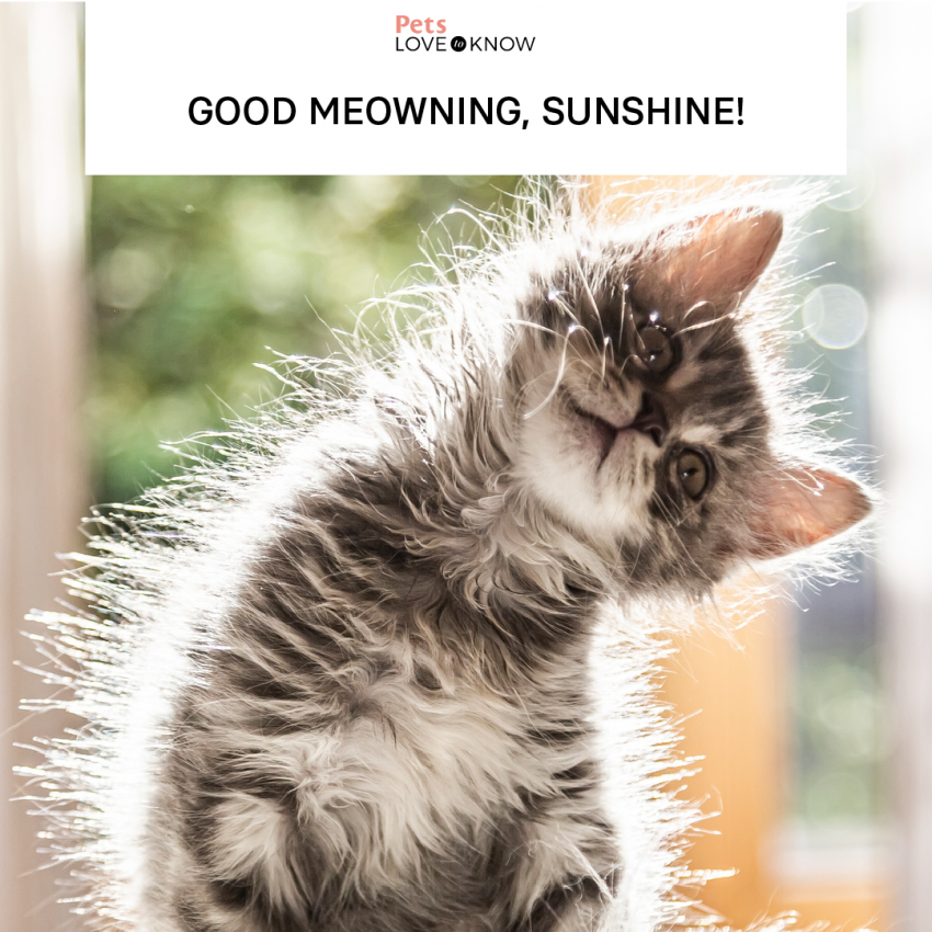 17 Good Morning Cat Memes That Are Better Than Coffee | LoveToKnow Pets
