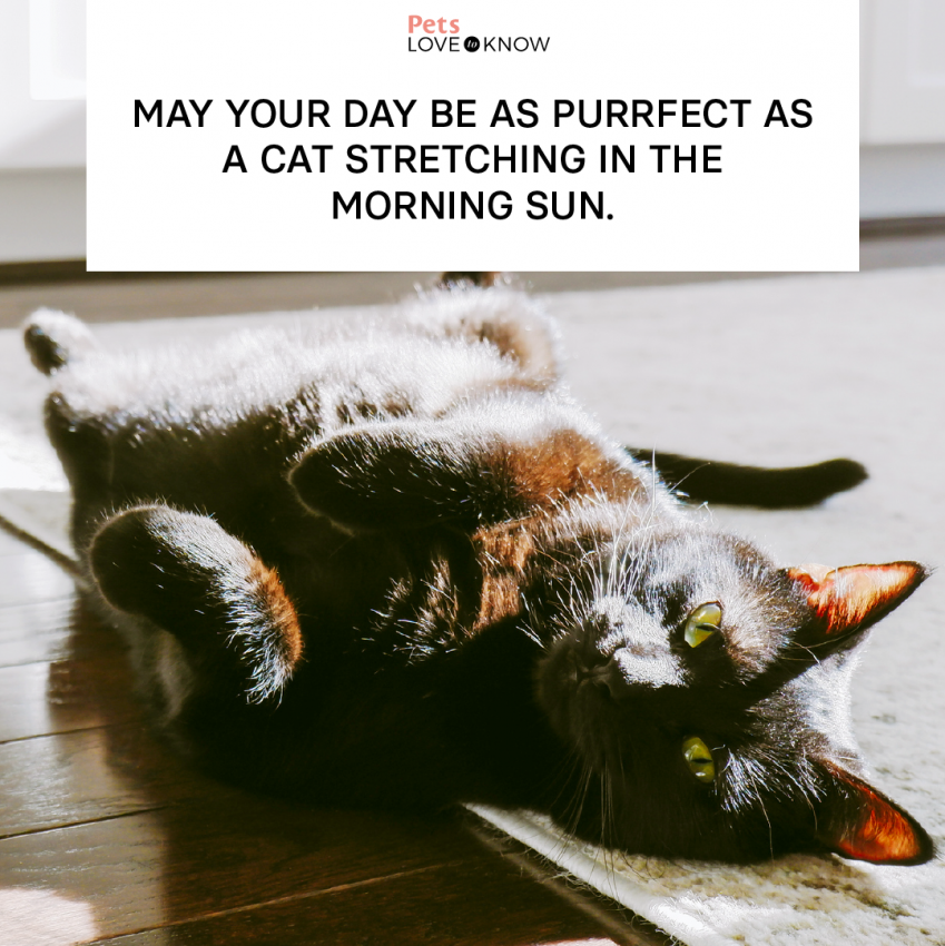 17 Good Morning Cat Memes That Are Better Than Coffee | LoveToKnow Pets