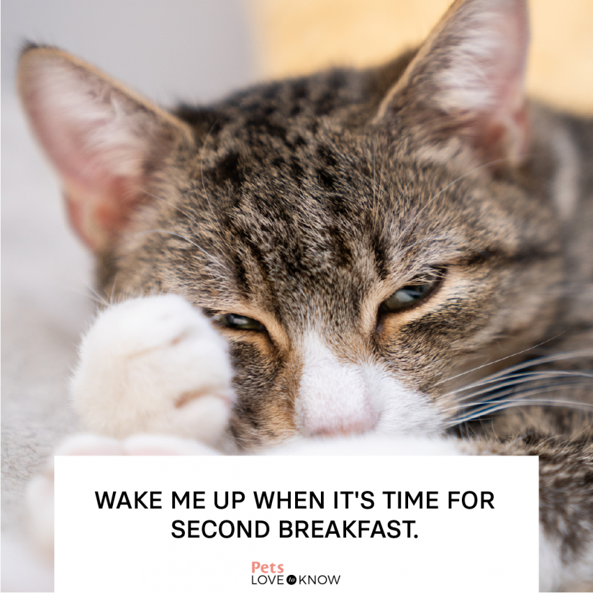 17 Good Morning Cat Memes That Are Better Than Coffee | LoveToKnow Pets