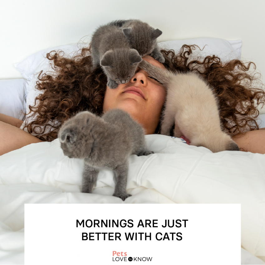 17 Good Morning Cat Memes That Are Better Than Coffee | LoveToKnow Pets