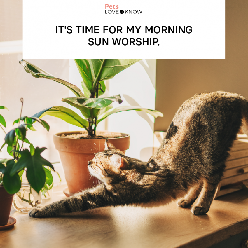 17 Good Morning Cat Memes That Are Better Than Coffee | LoveToKnow Pets