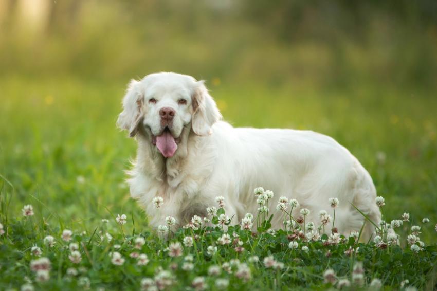 Meet the Sporting Dog Breeds: Athleticism & Art | LoveToKnow Pets