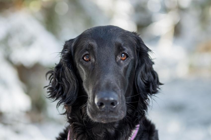 Meet the Sporting Dog Breeds: Athleticism & Art | LoveToKnow Pets