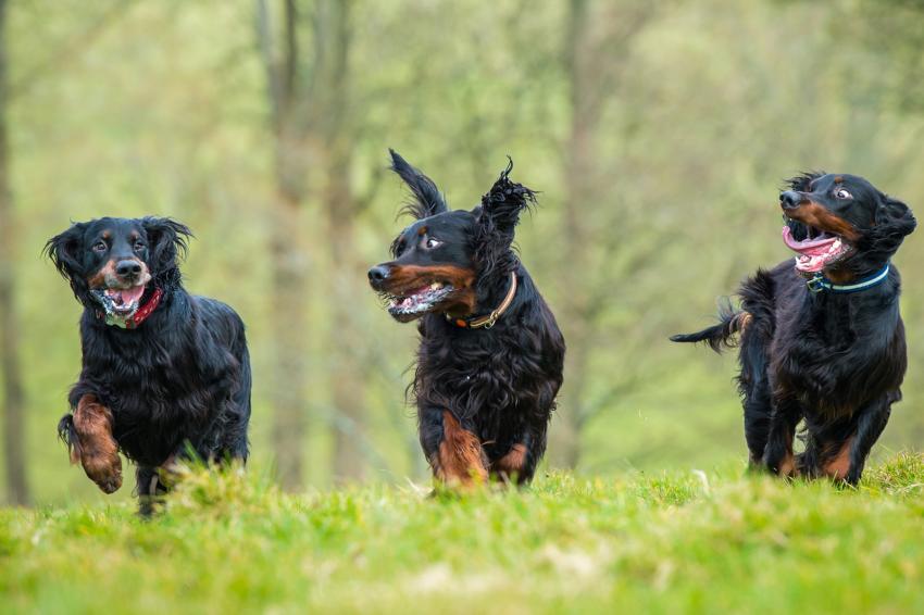 Meet the Sporting Dog Breeds: Athleticism & Art | LoveToKnow Pets