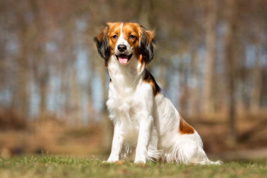 Meet the Sporting Dog Breeds: Athleticism & Art | LoveToKnow Pets