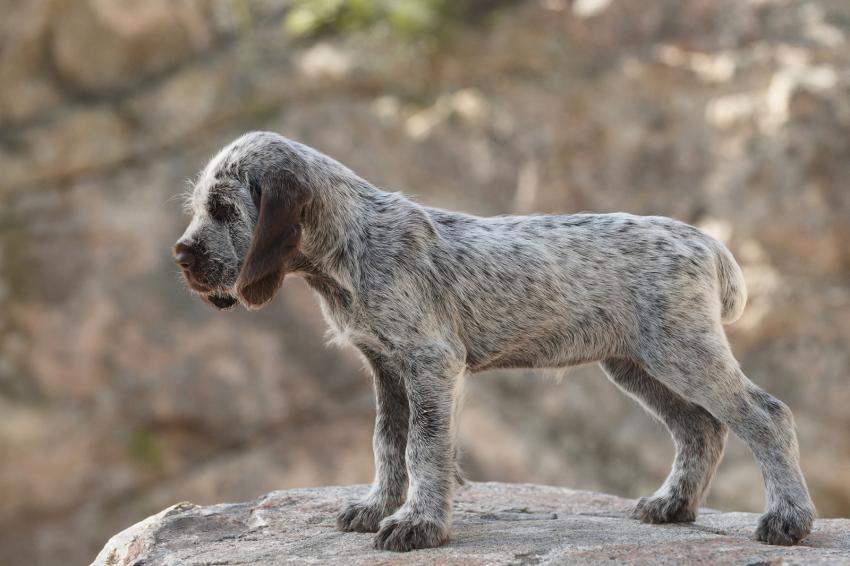 Meet the Sporting Dog Breeds: Athleticism & Art | LoveToKnow Pets