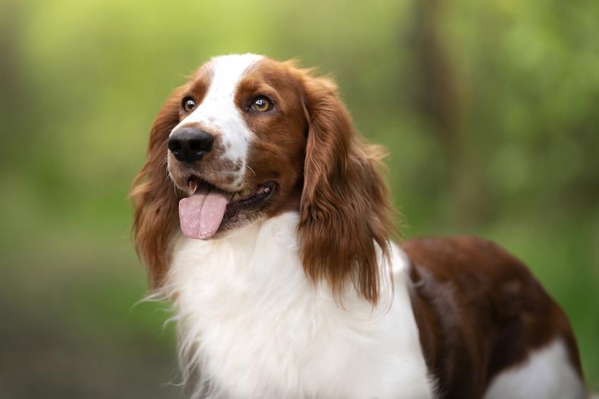 Meet the Sporting Dog Breeds: Athleticism & Art | LoveToKnow Pets
