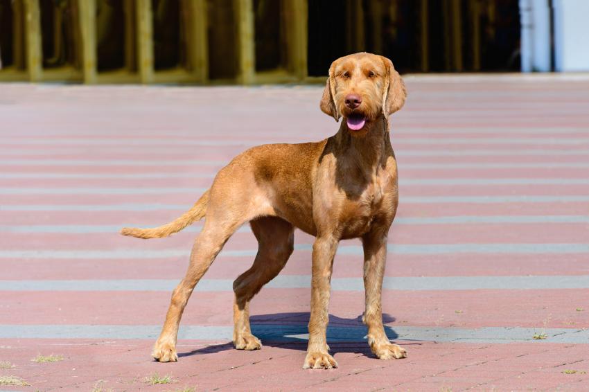 Meet the Sporting Dog Breeds: Athleticism & Art | LoveToKnow Pets