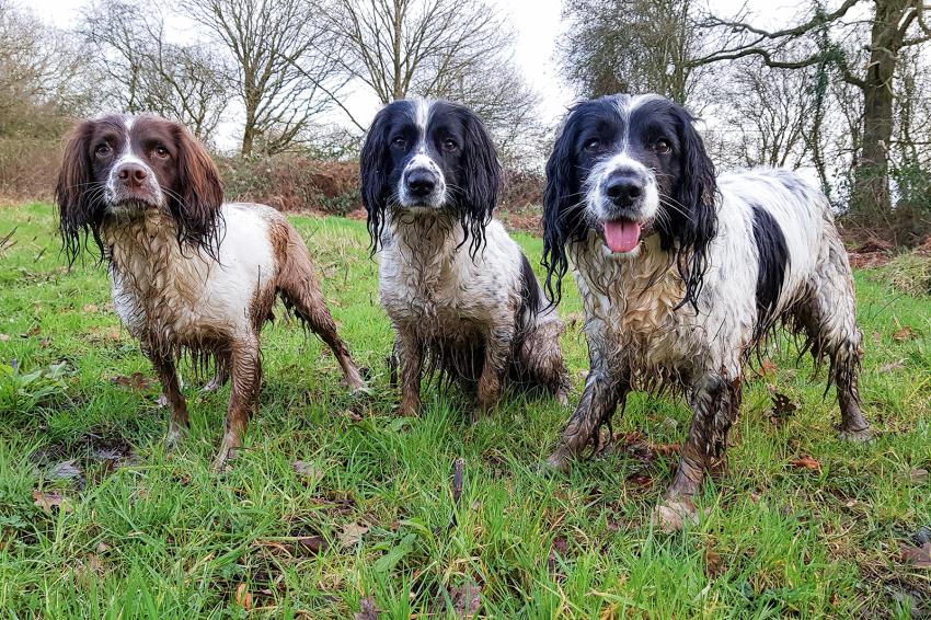 Meet the Sporting Dog Breeds: Athleticism & Art | LoveToKnow Pets