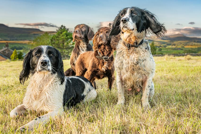 Meet the Sporting Dog Breeds: Athleticism & Art | LoveToKnow Pets