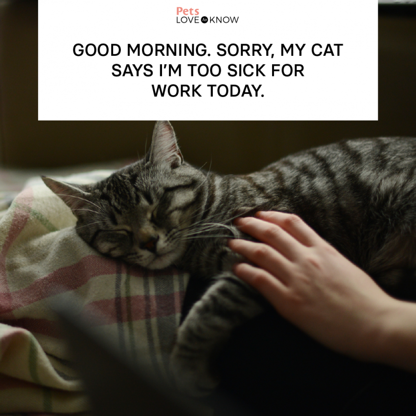 17 Good Morning Cat Memes That Are Better Than Coffee | LoveToKnow Pets