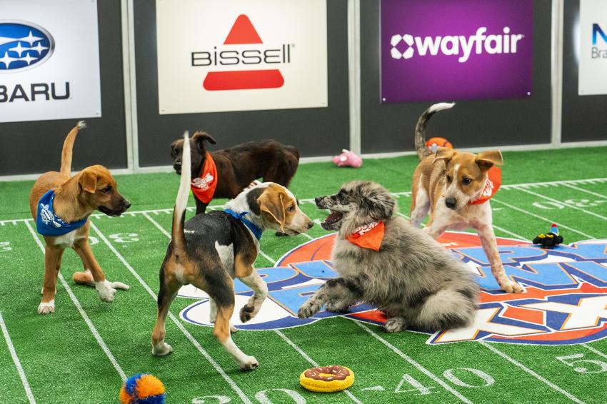 Puppy Bowl Winners & MVPs: Champions of Cute | LoveToKnow Pets