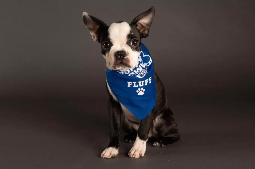 Puppy Bowl Winners & MVPs: Champions of Cute | LoveToKnow Pets