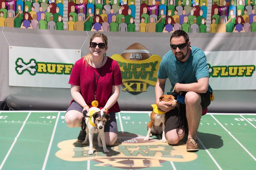 Puppy Bowl Winners & MVPs: Champions of Cute | LoveToKnow Pets