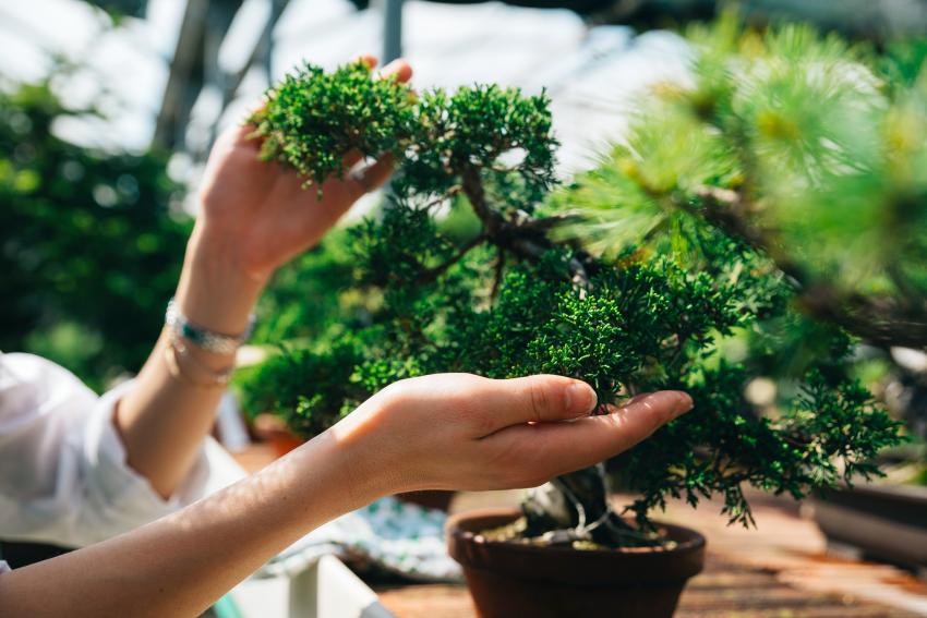 Best Bonsai Trees for Beginners: Tiny Trees With Big Impact | LoveToKnow