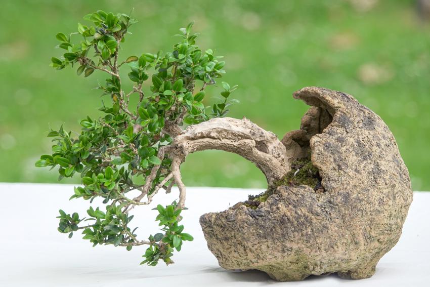 Best Bonsai Trees for Beginners: Tiny Trees With Big Impact | LoveToKnow