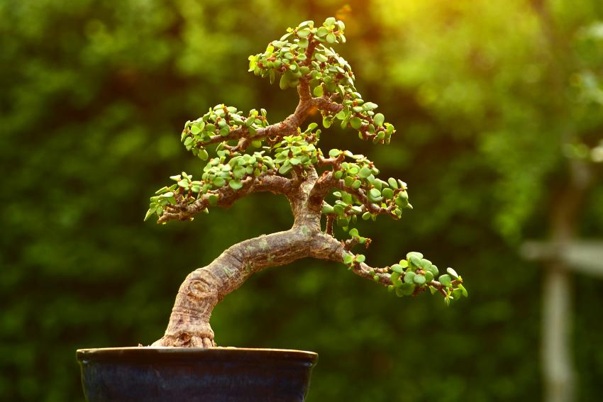 Best Bonsai Trees for Beginners: Tiny Trees With Big Impact | LoveToKnow